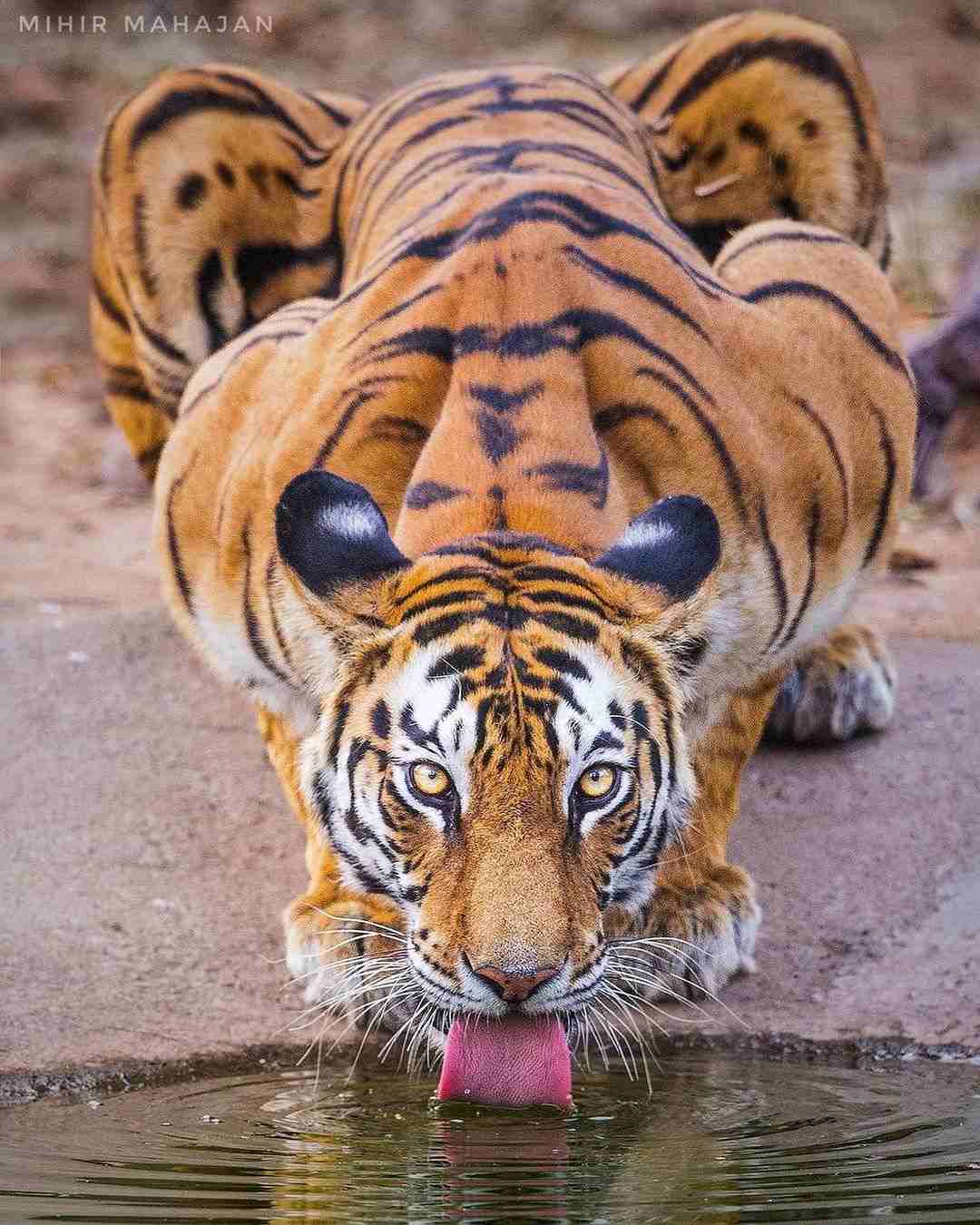 [101+] Best Images Of A Tiger - Billion Image